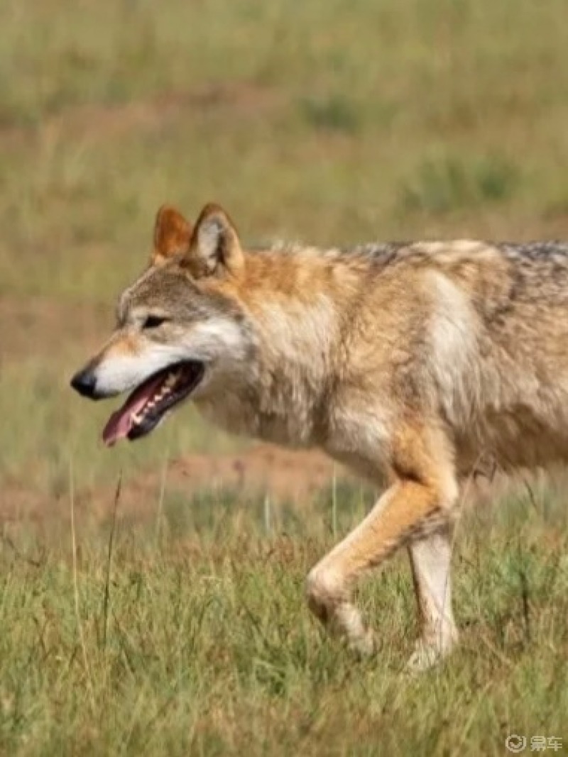 【青藏物种系列】狼 Canis lupus_美女合集社区_易车社区