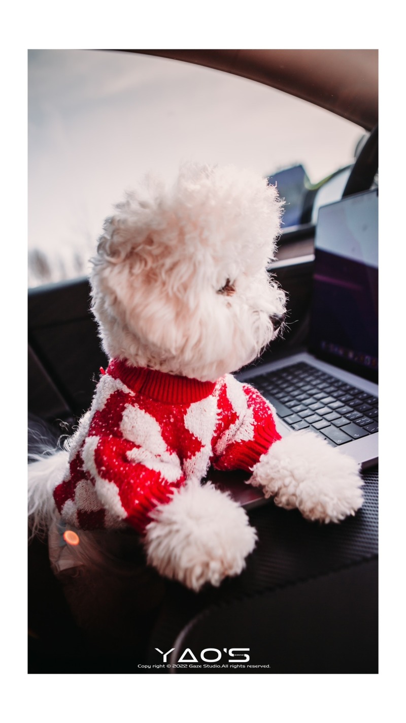 谁的ModeY里还没有个小可爱_Model Y社区_易车社区