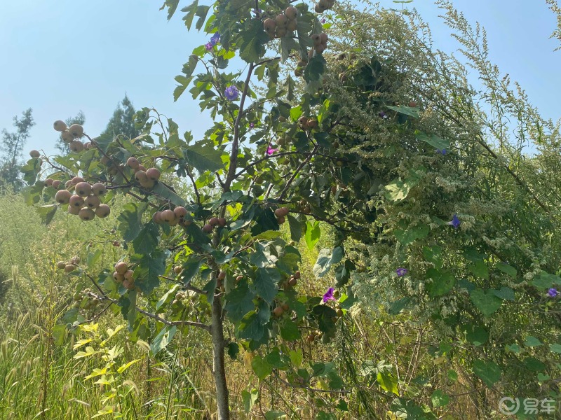 开着深蓝回家过年喽！_深蓝SL03社区_易车社区